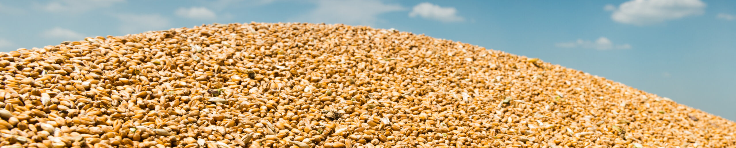 Grain Covered Hoppers for Lease | Modern Rail Capital